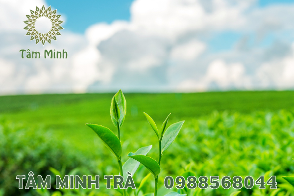 HÌNH ẢNH TRÀ THÁI NGUYÊN PHỔ BIẾN ĐƯỢC NGƯỜI DÙNG TIN DÙNG